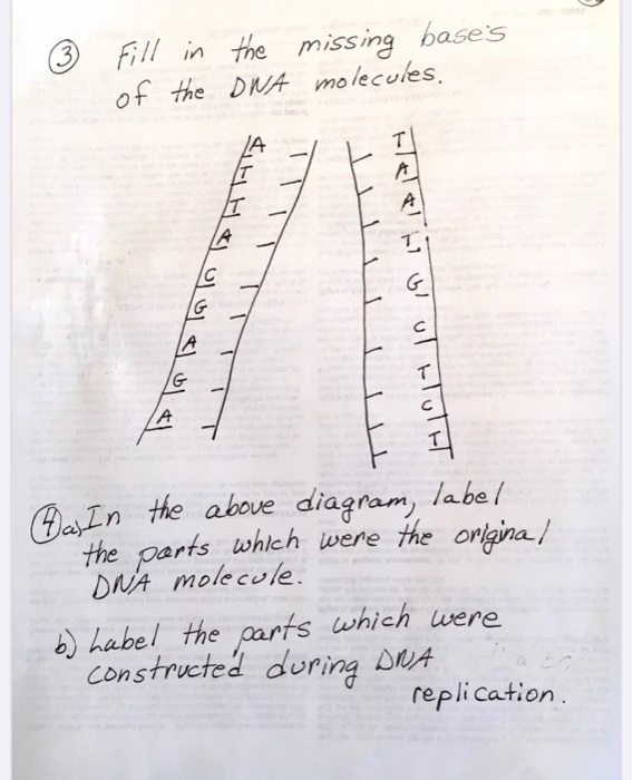 Solved ③ Fill in the missing base's of the DNA molecules. & | Chegg.com