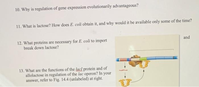 Solved 10. Why is regulation of gene expression | Chegg.com