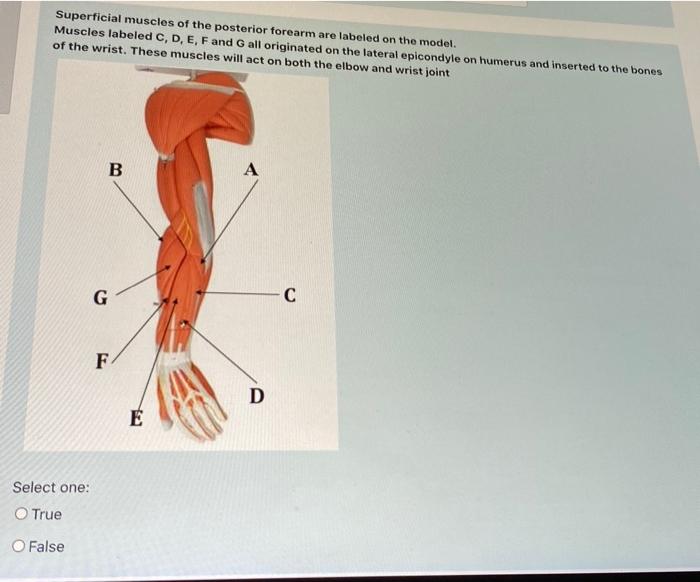 Solved Superficial muscles of the posterior forearm are | Chegg.com