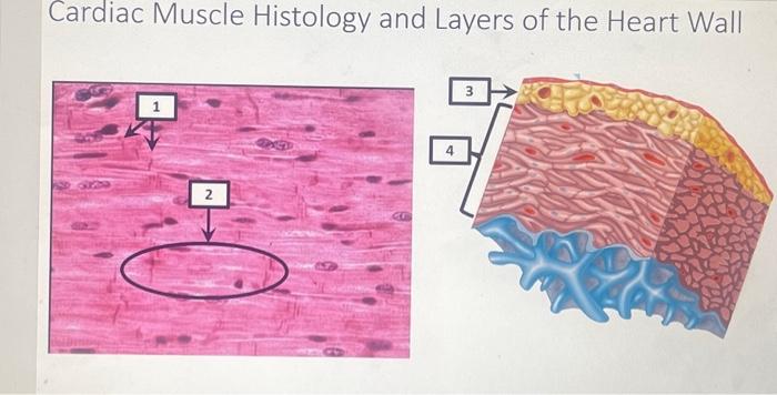 Solved Cardiac Muscle Histology and Layers of the Heart | Chegg.com