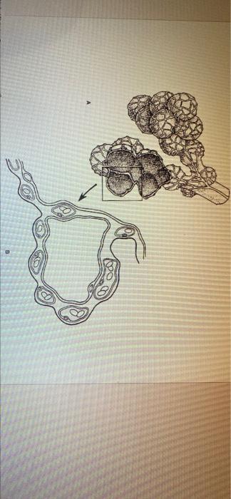 Solved 5. Figure 226 illustrates the microscopic structure | Chegg.com