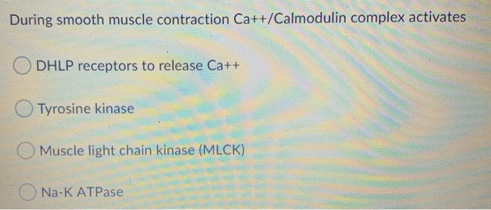 Solved During smooth muscle contraction Ca++/Calmodulin | Chegg.com
