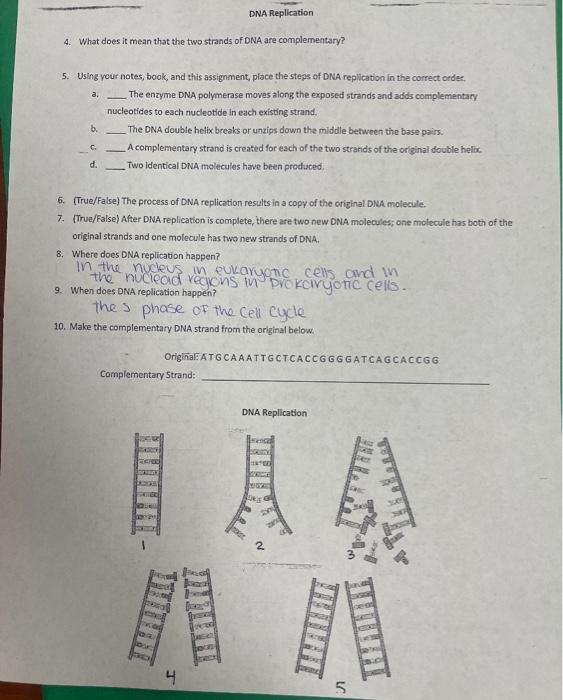 Solved 4. What does it mean that the two strands of DNA are | Chegg.com