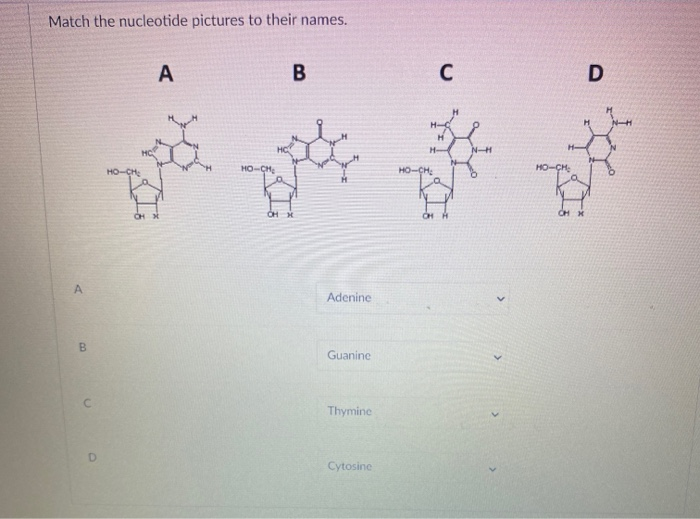 Solved Match the nucleotide pictures to their names. А B C D | Chegg.com