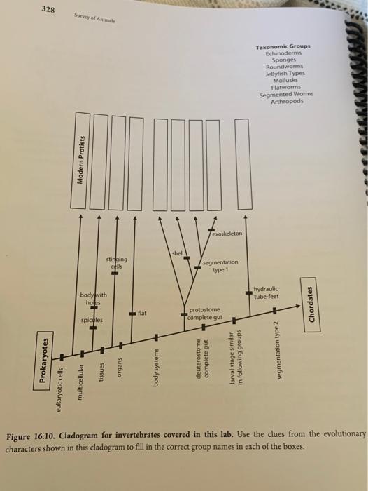 Solved 328 Survey of Am Taxonomic Groups Echinoderms Sponges | Chegg.com