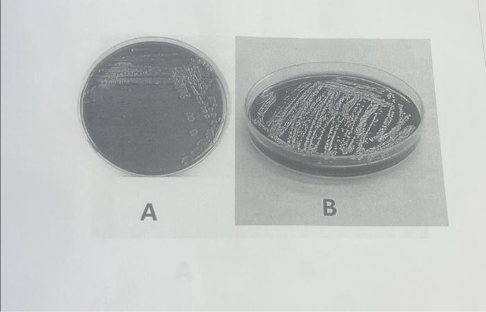Solved This is am EMB test, name the positive and negative | Chegg.com
