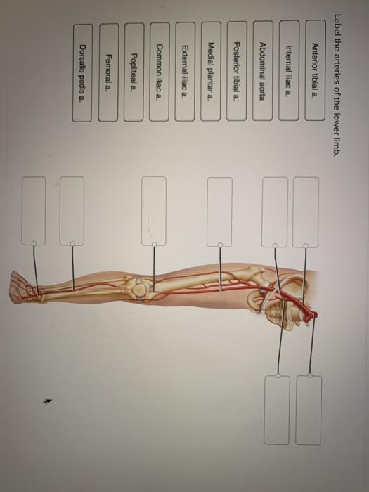 Solved Label the arteries of the lower limb. Anterior tibial | Chegg.com
