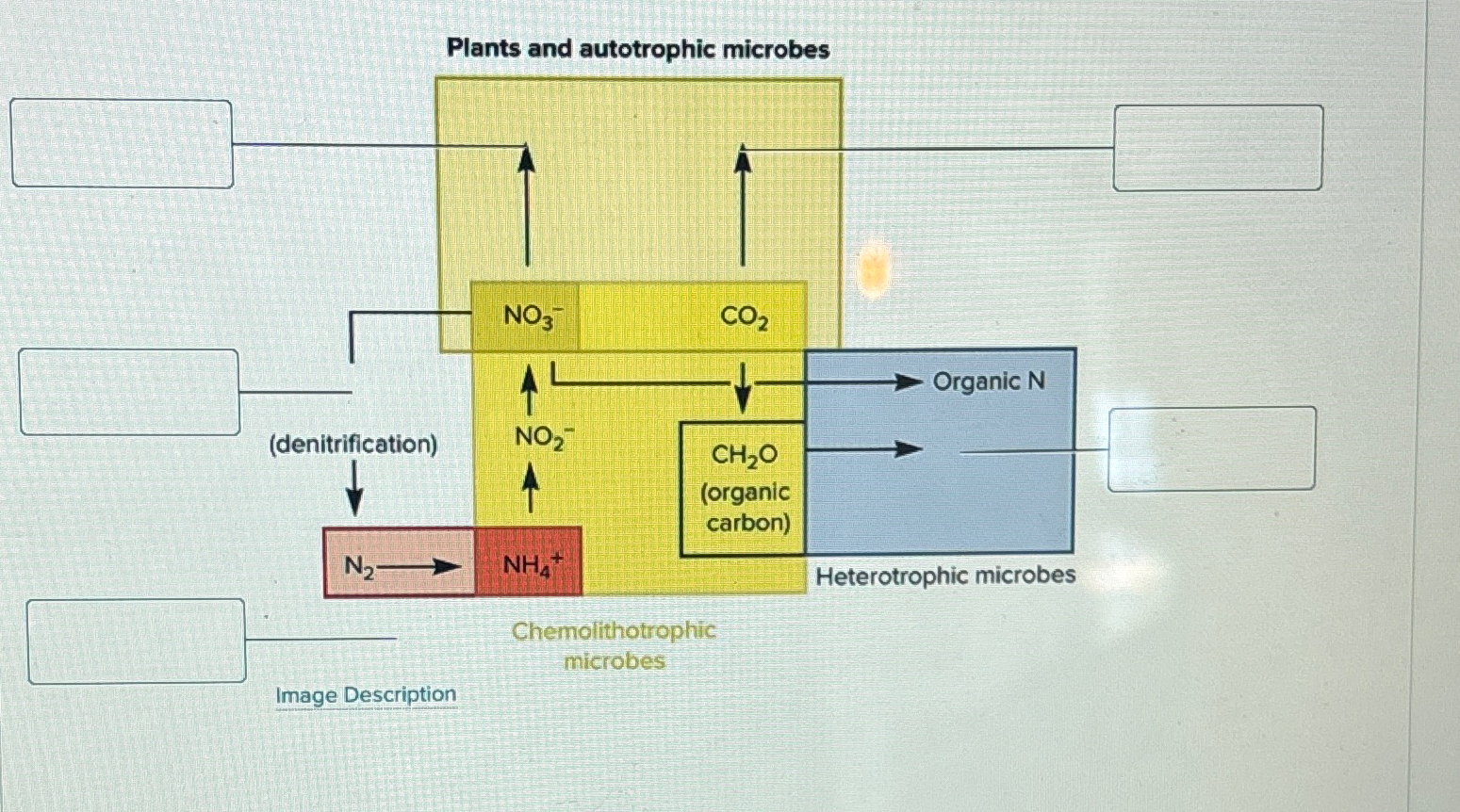 Solved Plants and autotrophic | Chegg.com