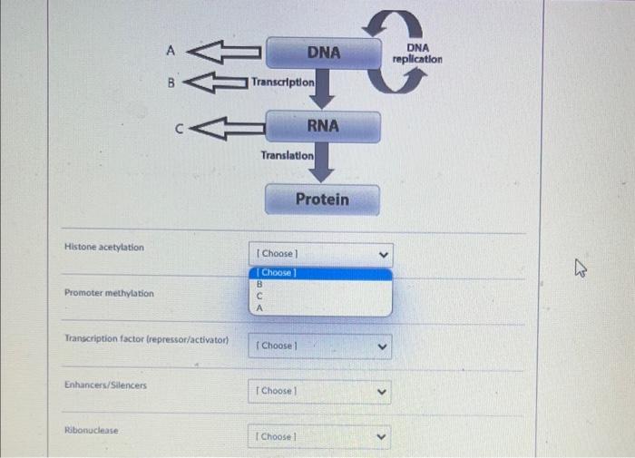 Solved Histone acetylation Promoter methylation | Chegg.com