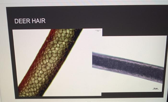 Solved Procedure: 1. Examine the slides of animal hair in | Chegg.com