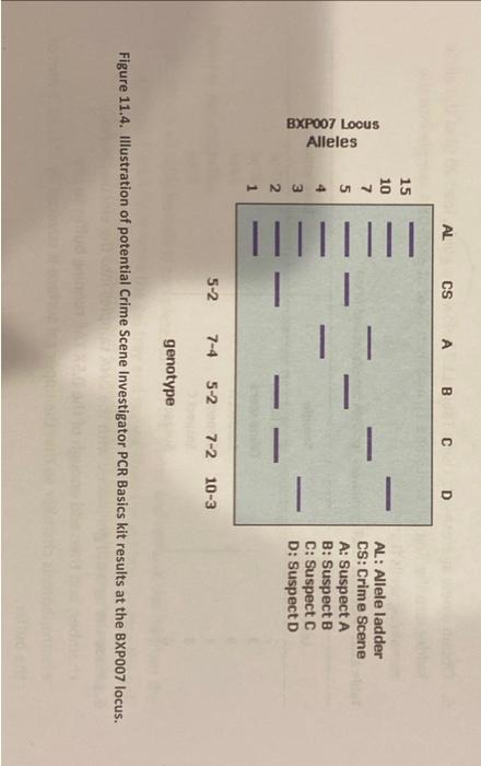 Solved 2. Use Figure 11.4 and the DNA band patterns on your | Chegg.com