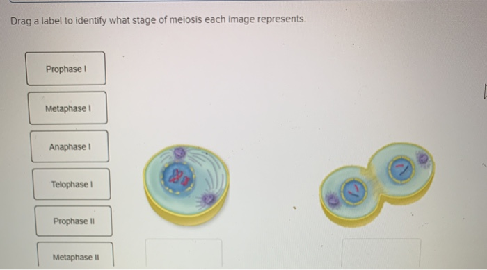 Solved Drag a label to identify what stage of meiosis each | Chegg.com