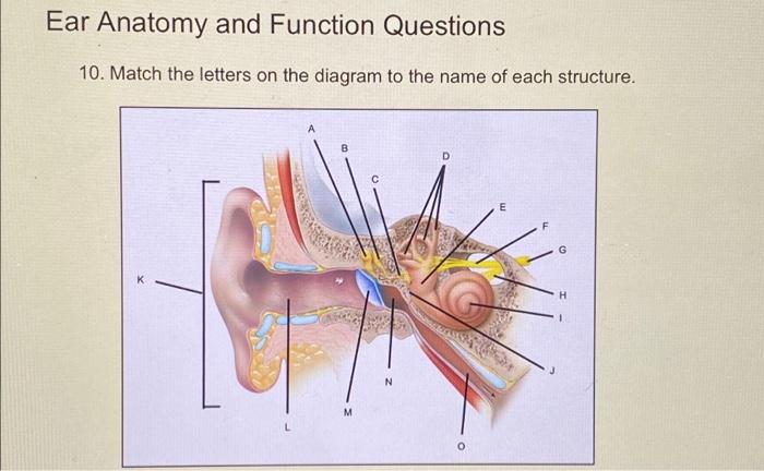Ear Anatomy and Function Questions 10. Match the | Chegg.com
