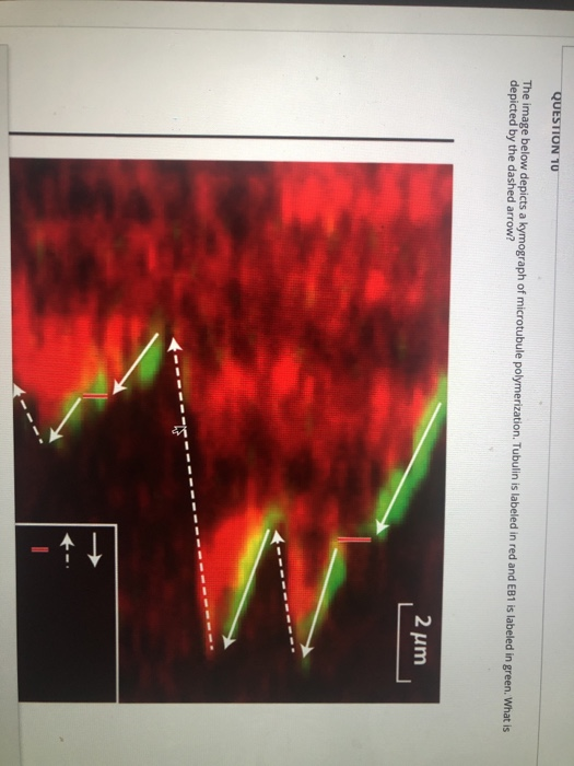 QUESTIONS WHAMM is a nucleation promoting factor. | Chegg.com