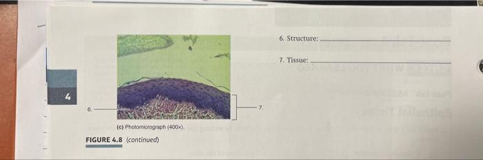 6. Structure: 7. Tissue:2. Complete the labeling | Chegg.com