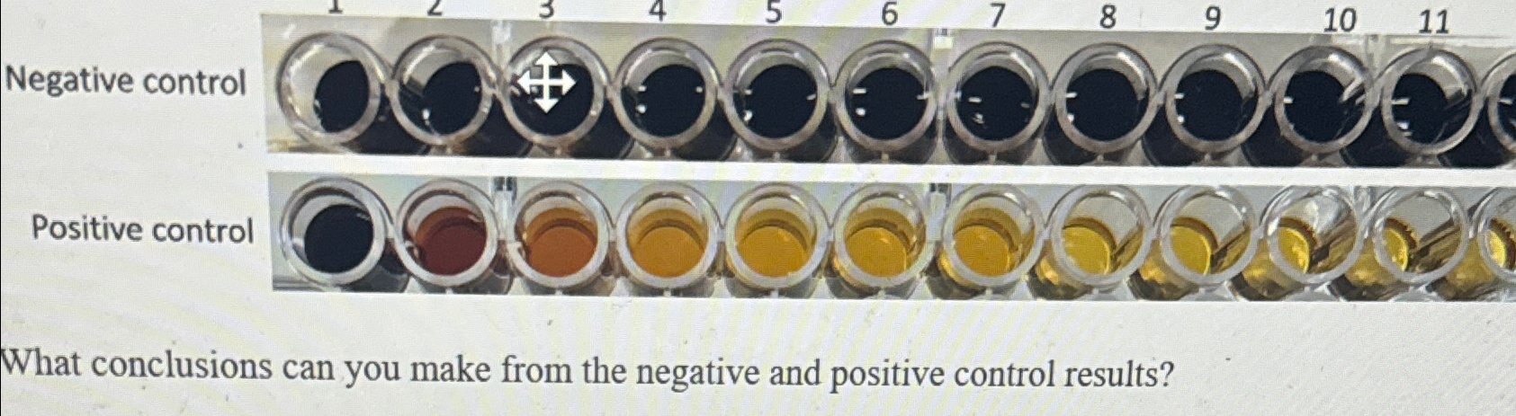 Solved Negative controlPositive controlWhat conclusions can | Chegg.com
