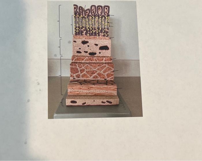 Solved stomach wall labeling | Chegg.com