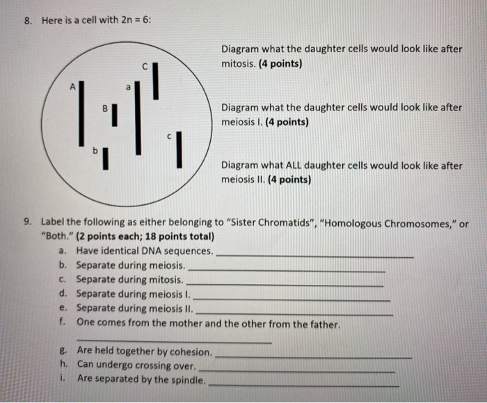 Solved 8. Here is a cell with 2n = 6: Diagram what the | Chegg.com