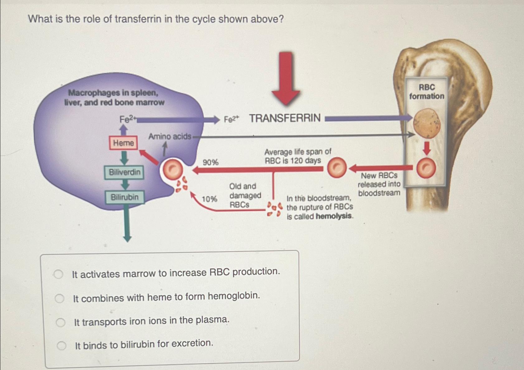Solved What is the role of transferrin in the cycle shown | Chegg.com