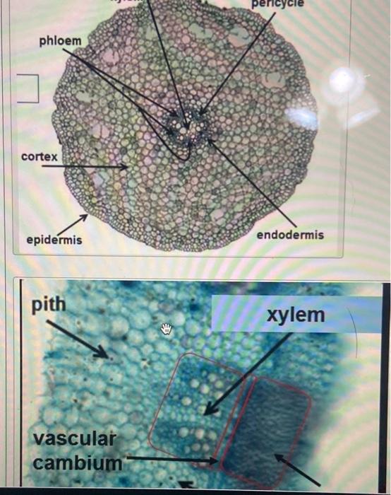 Solved Classify the micrographs as a woodh stem, eudicot | Chegg.com