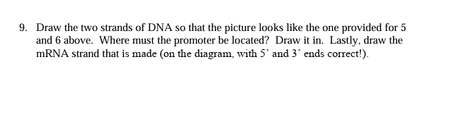 Solved Draw the two strands of DNA so that the picture looks | Chegg.com