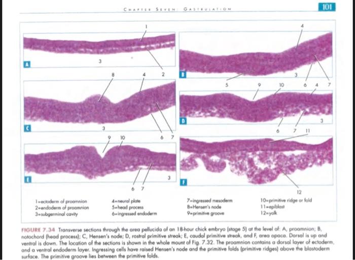 QUESTION 7. Look at picture below and identify the | Chegg.com