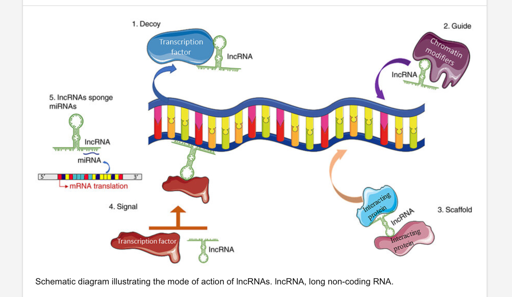 Solved Schematic diagram illustrating the mode of action of | Chegg.com