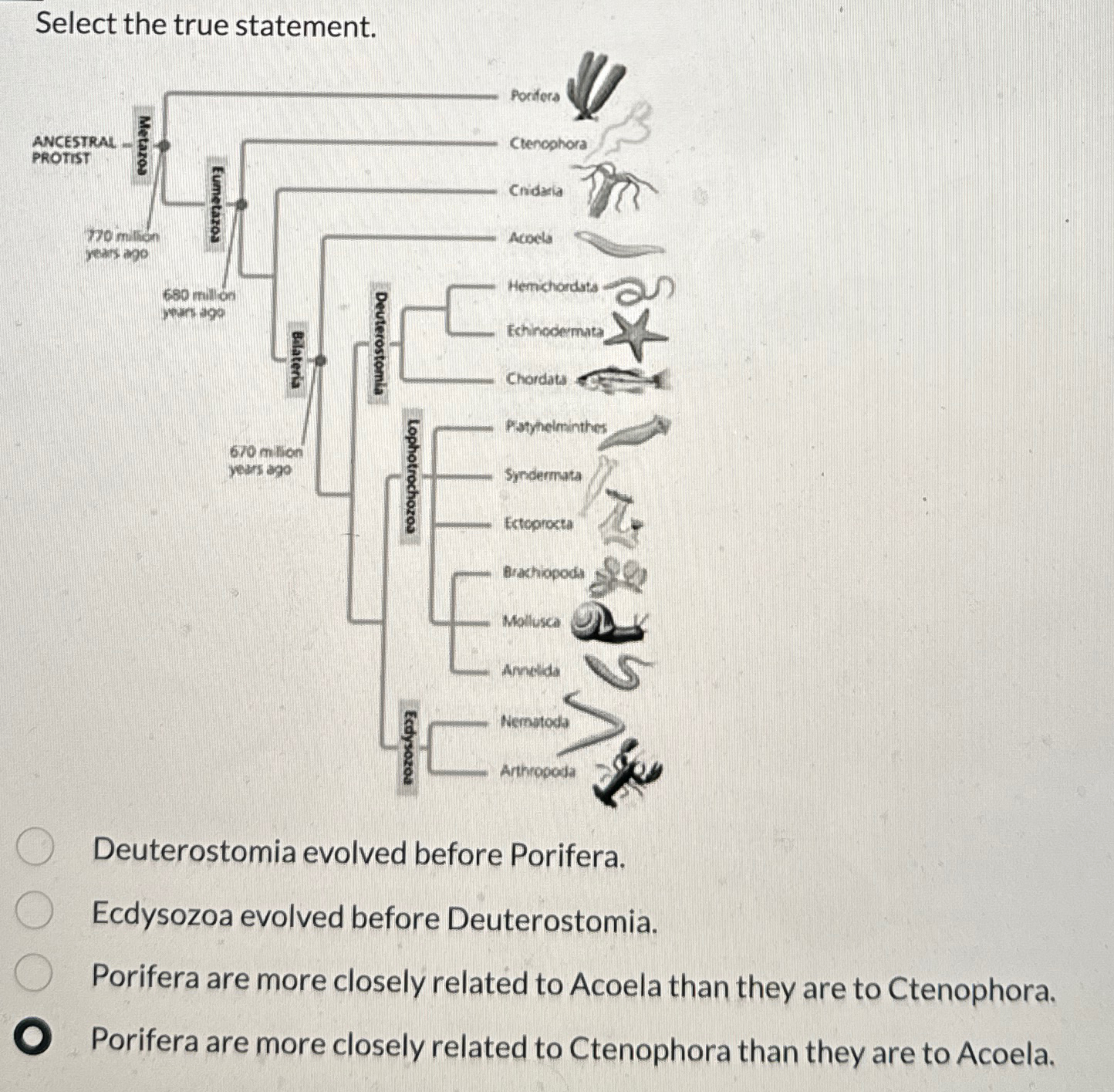 Solved Select the true statement.Deuterostomia evolved | Chegg.com