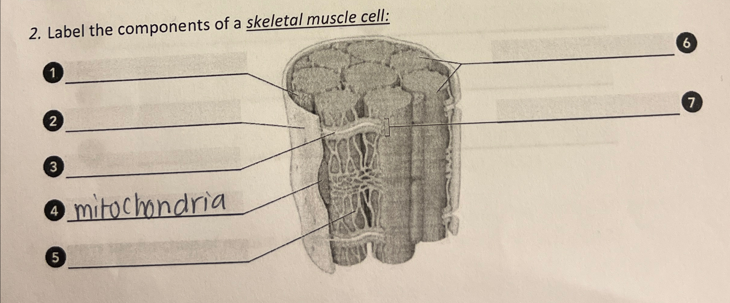 Solved Label the components of The skeletal muscle cell | Chegg.com