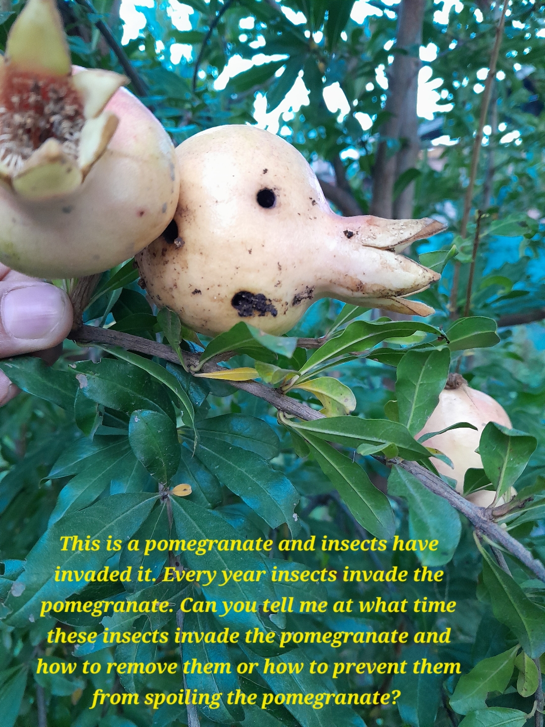 Solved This is a pomegranate and insects haveinvaded it, | Chegg.com