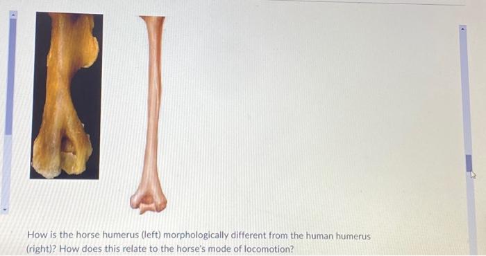 Solved How is the horse humerus (left) morphologically | Chegg.com
