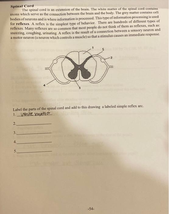 Solved Spinal Cord The spinal cord is an extension of the | Chegg.com