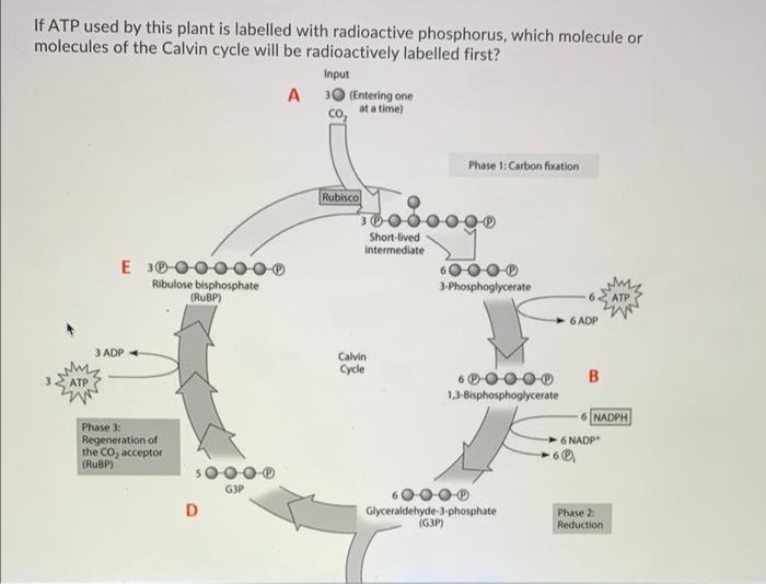 Solved If ATP used by this plant is labelled with | Chegg.com