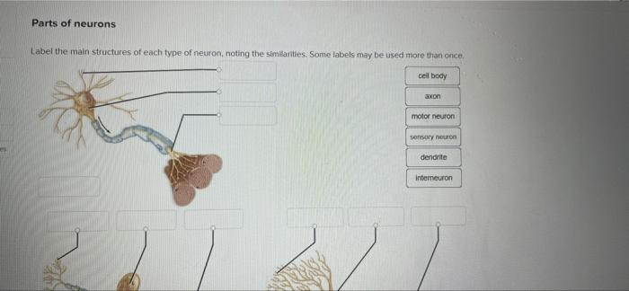 Solved Parts of neurons Label the main structures of each | Chegg.com