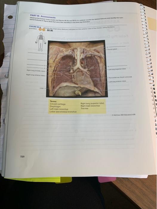 LABORATORY ASSESSMENT 65 Fetal Pig Dissection: | Chegg.com