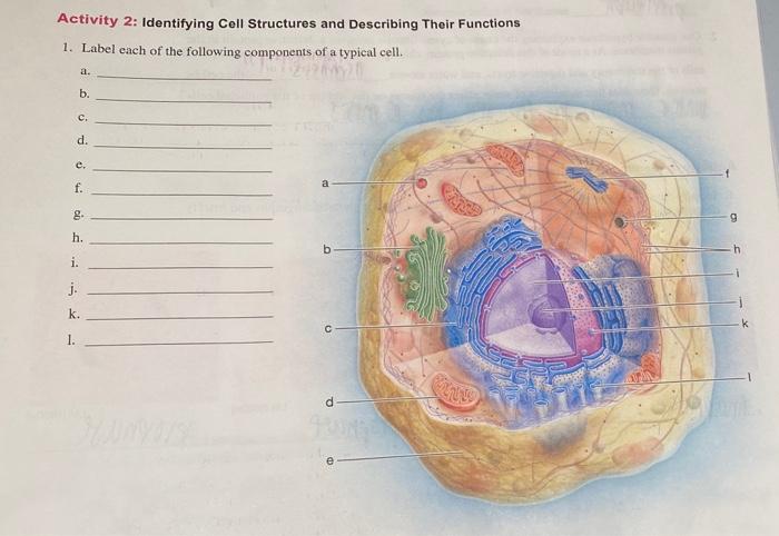 Solved Activity 2: Identifying Cell Structures and | Chegg.com Solved Activity 2: Identifying Cell Structures and | Chegg.com