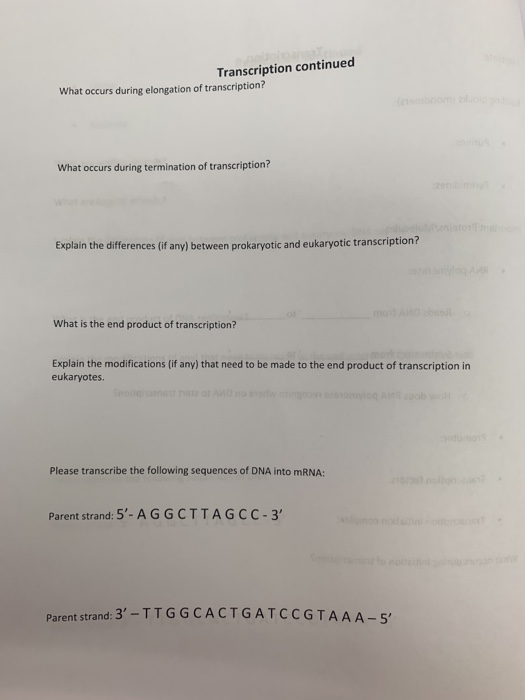 Solved Transcription continued What occurs during elongation | Chegg.com