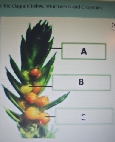 Solved n the diagram below, Structures B and C contain: | Chegg.com