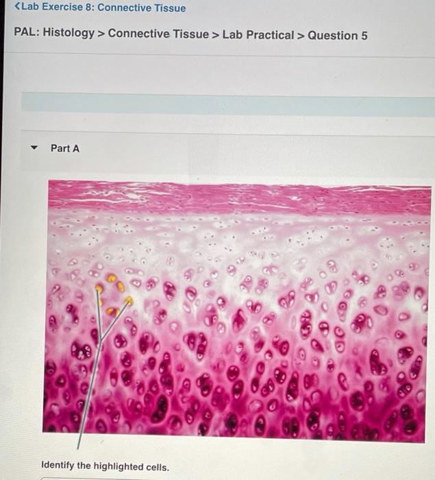 Solved Connective Tissue > Lab Practical > Question 5 Part | Chegg.com
