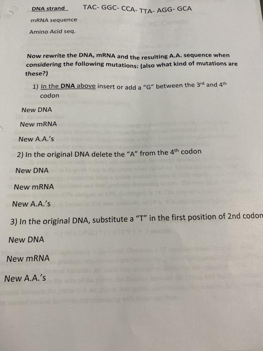 Solved DNA strand TAC-GGC-CCA- TTA- AGG-GCA mRNA sequence | Chegg.com