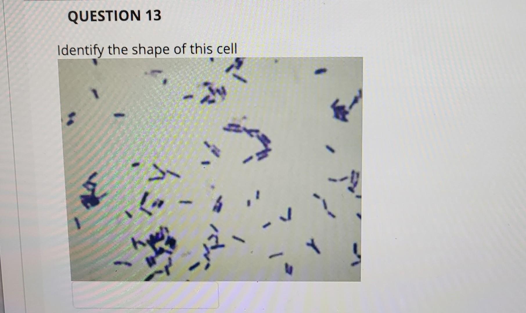 Solved Identify the shape of this cell Identify the genus | Chegg.com
