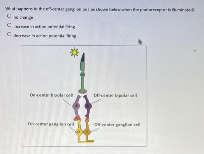 Solved What happens to the off-center ganglion cell, as | Chegg.com