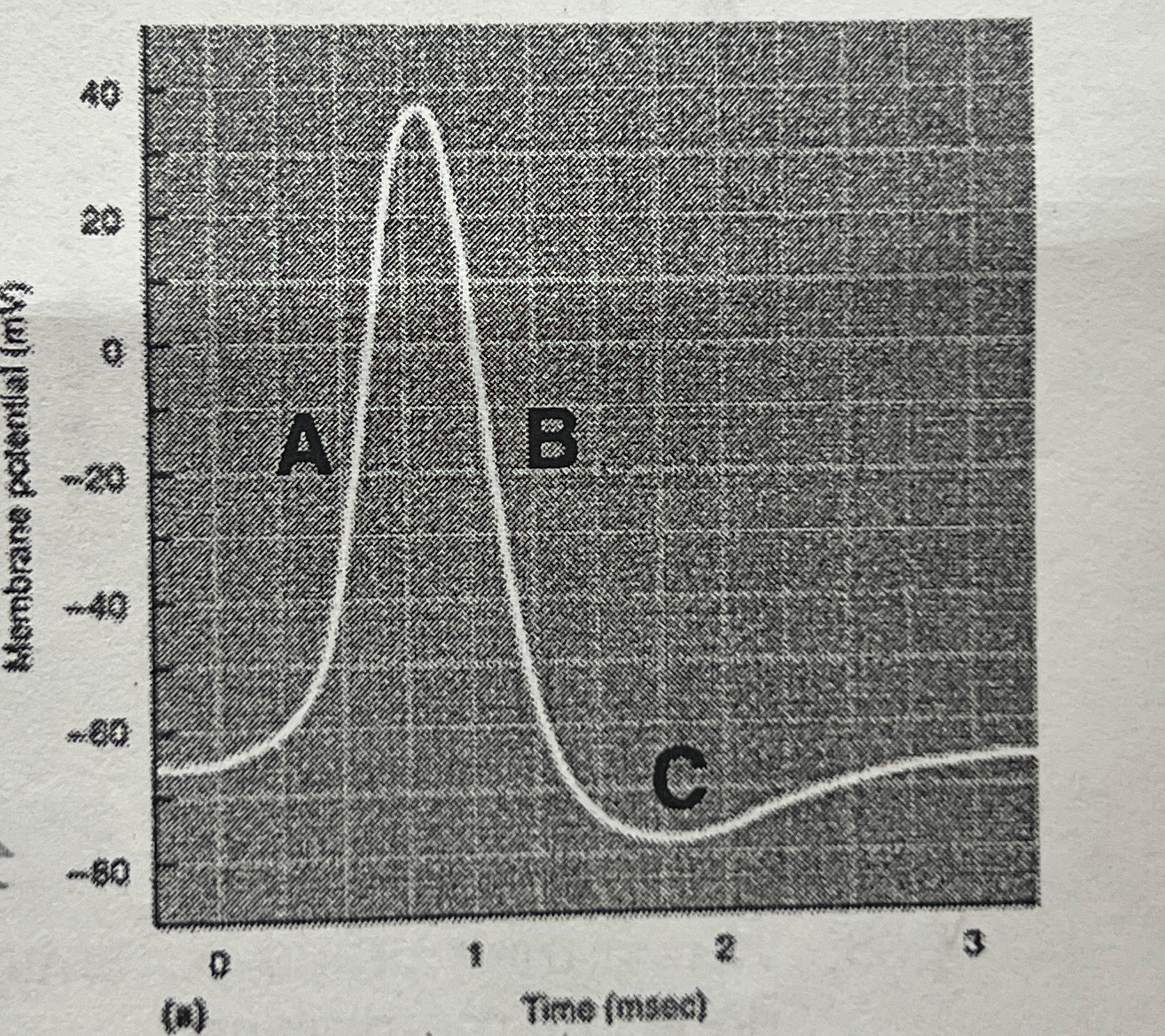 Solved this figure represents an action potential, which is | Chegg.com