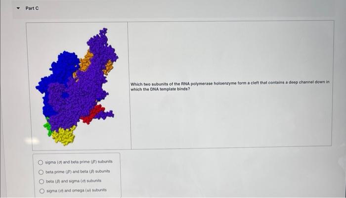 The sigma (o) subunit binds to the core ANA | Chegg.com