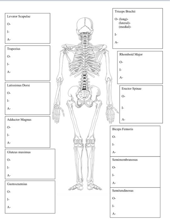 Solved Muscular System Assignment Remember that skeletal | Chegg.com
