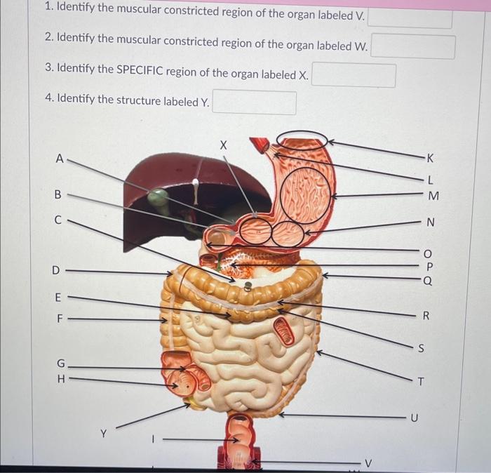 Solved 1. Identify the SPECIFIC region within the organ | Chegg.com Solved 1. Identify the SPECIFIC region within the organ | Chegg.com