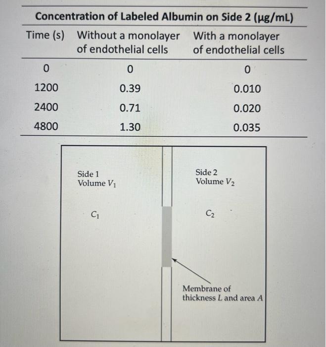 Solved Endothelial cells have been grown on porous membranes | Chegg.com