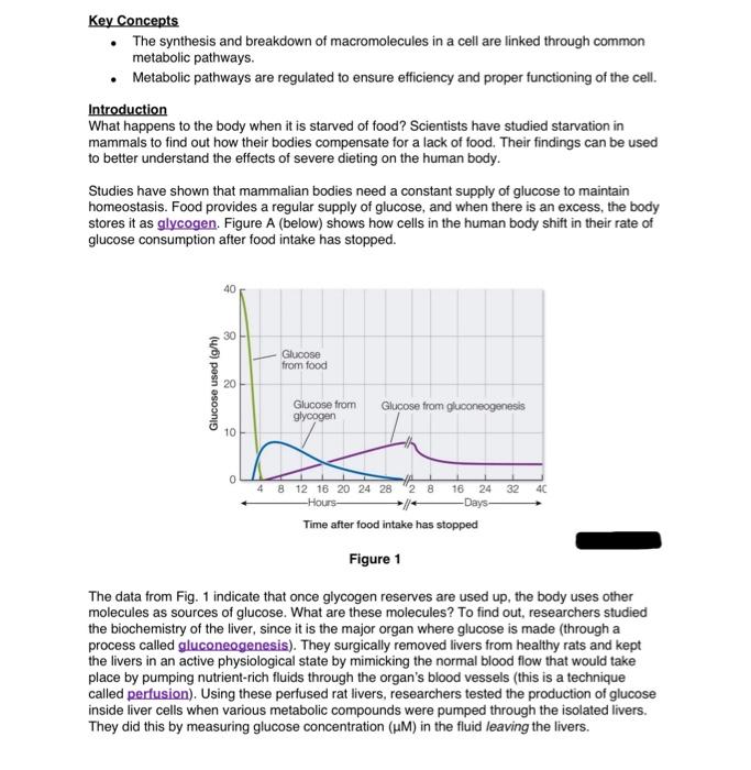 Solved Key Concepts - The synthesis and breakdown of | Chegg.com