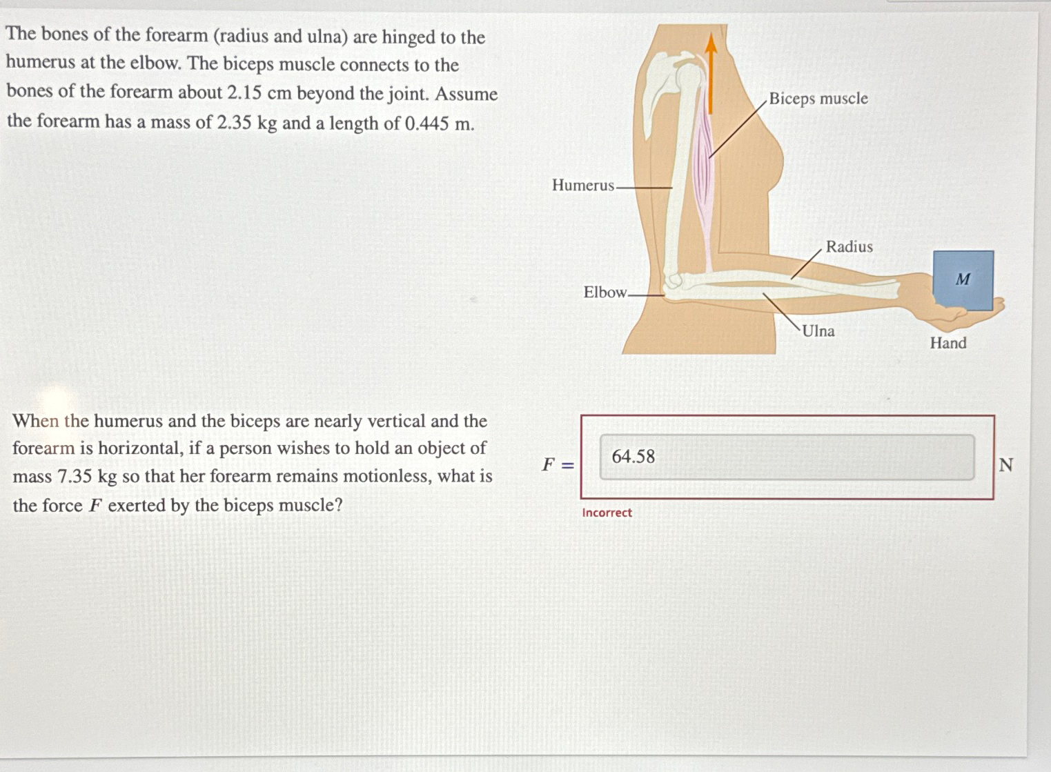 Solved The bones of the forearm (radius and ulna) ﻿are | Chegg.com