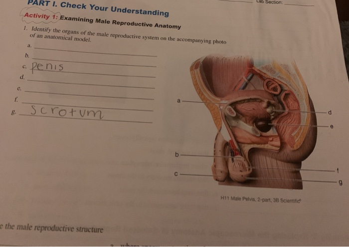 Solved Lab Section: PART I. Check Your Understanding | Chegg.com